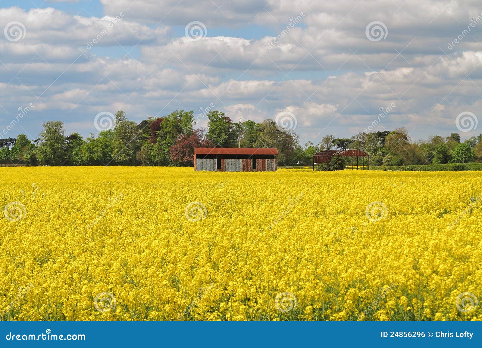 Field of Yellow Rapeseed stock photo. Image of nature - 24856296