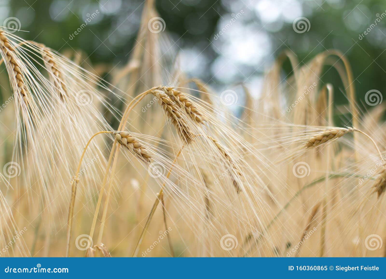 Field with Yellow Ripe Grain Stock Image - Image of yellow, food: 160360865