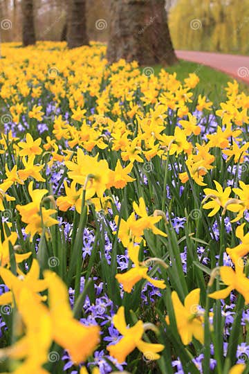 Field of Yellow Spring Flowers Stock Photo - Image of outside, habitat ...