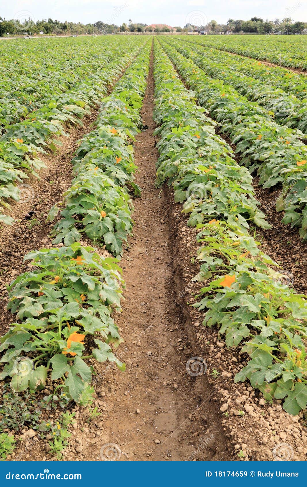 Field with Yellow Squash - 2 Stock Image - Image of growing, outdoors ...