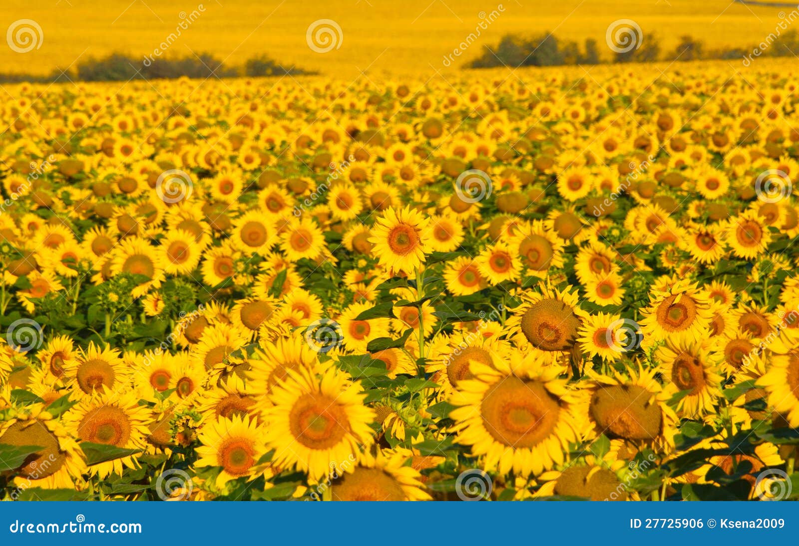 Field of Yellow Sunflowers. Stock Photo - Image of plantation, overcast ...
