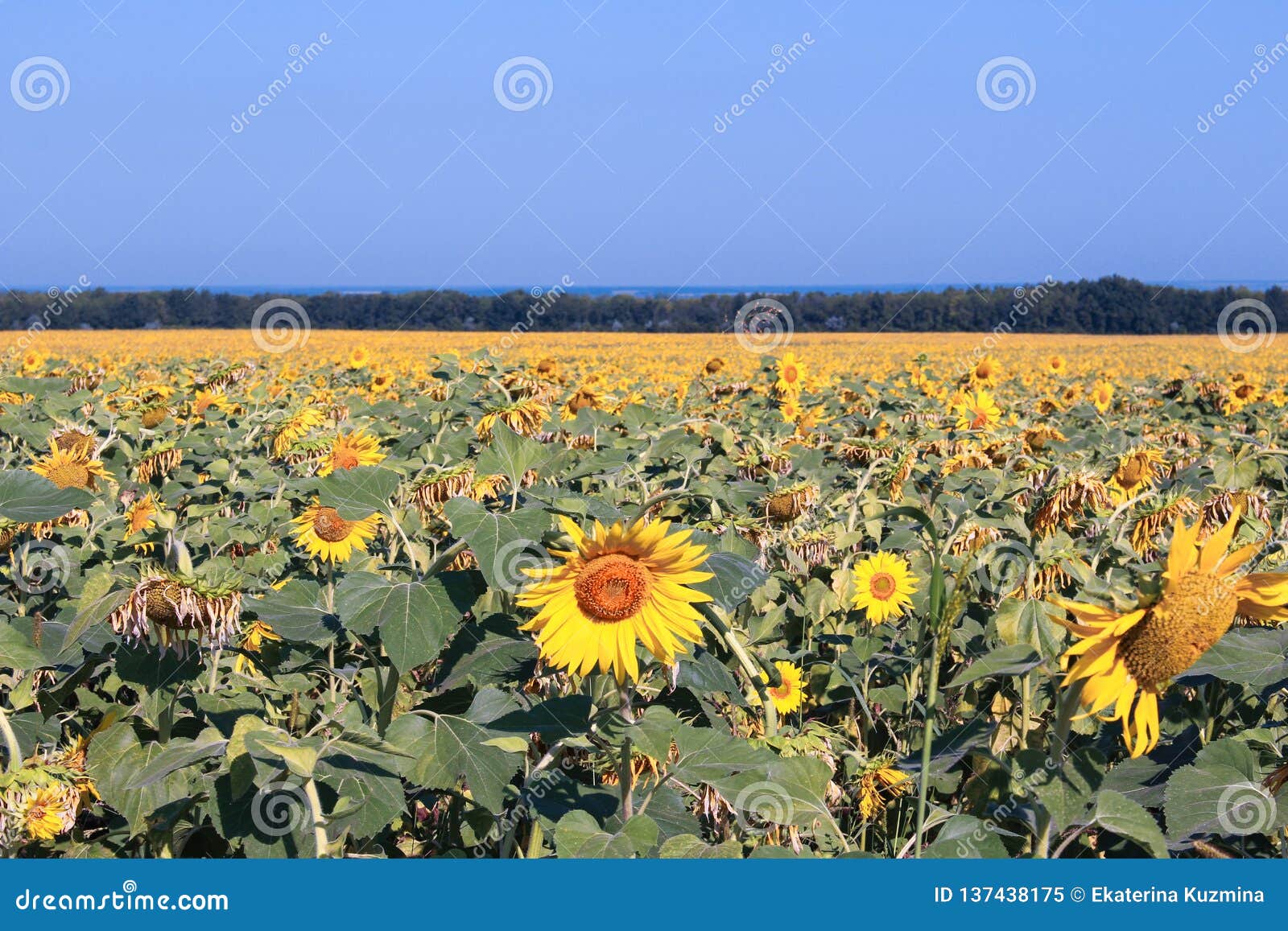 Field of yellow sunflowers stock image. Image of panorama - 137438175