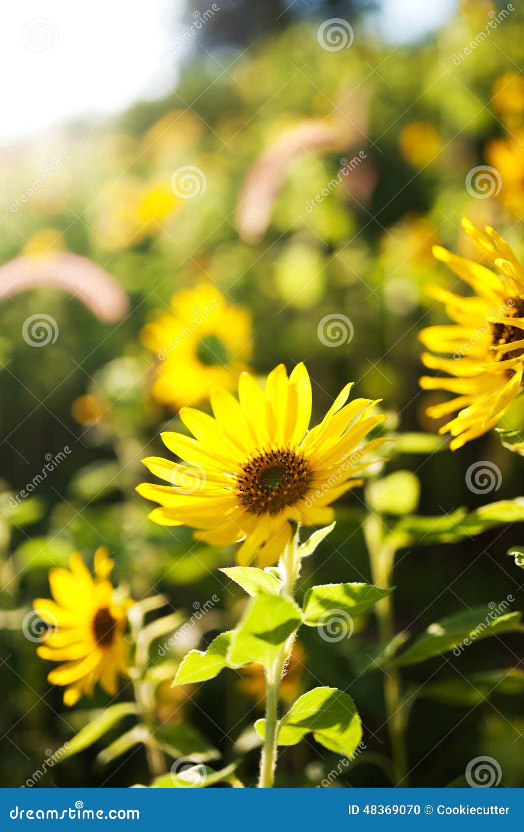 Field of yellow sunflowers stock photo. Image of high - 48369070