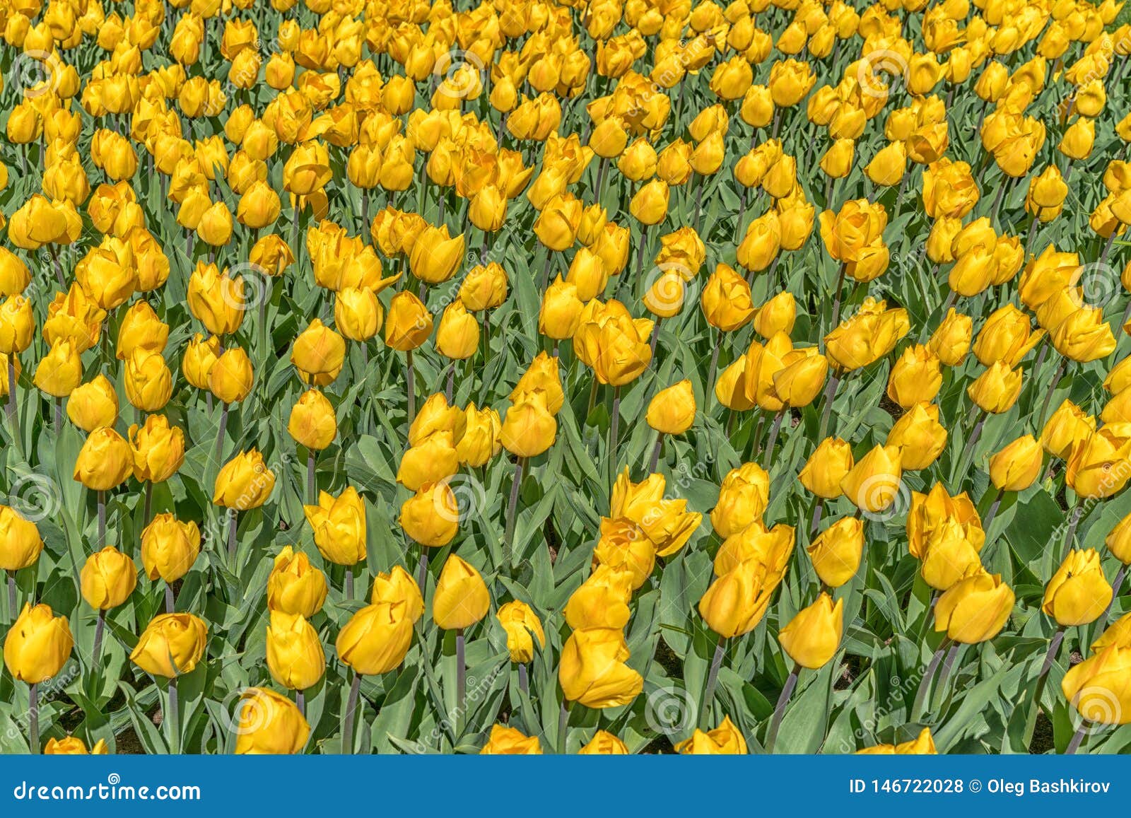 Field of yellow tulips stock photo. Image of blooming - 146722028