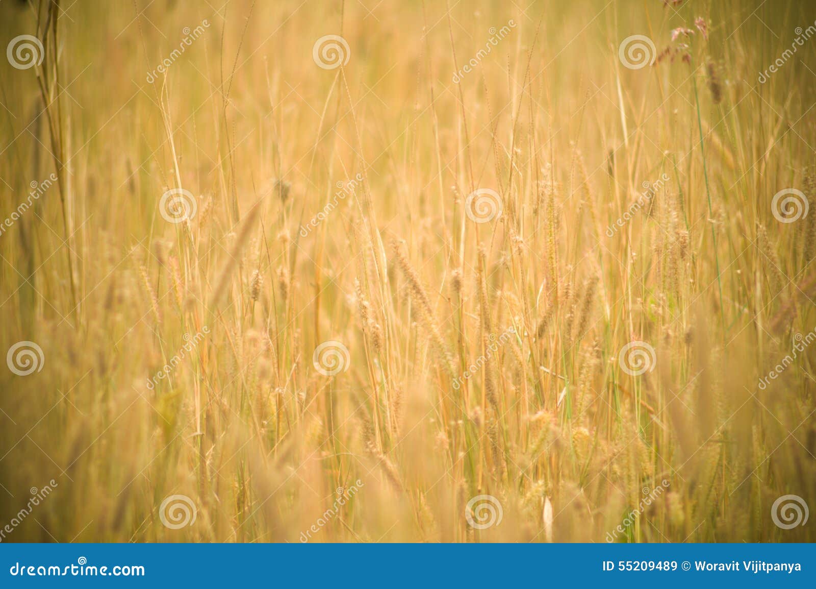 Field yellow Vintage grass stock image. Image of field - 55209489