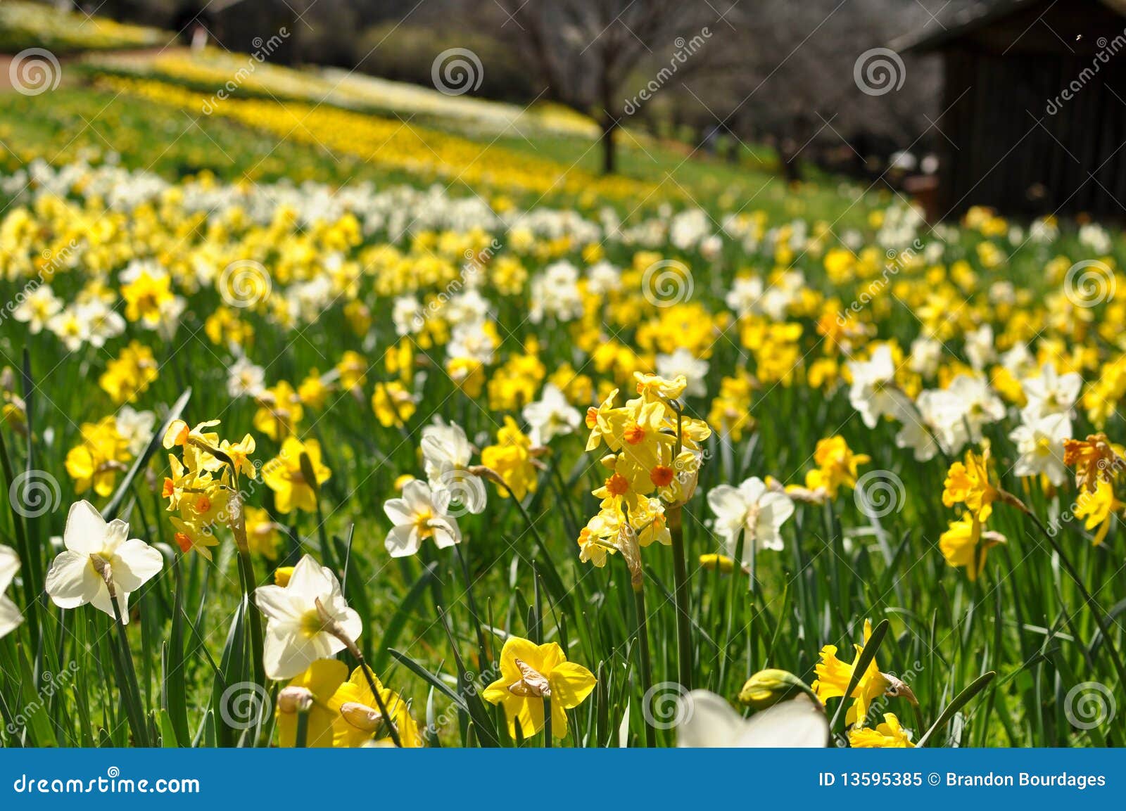Field of Yellow and White Daffodils Stock Image - Image of beautiful ...
