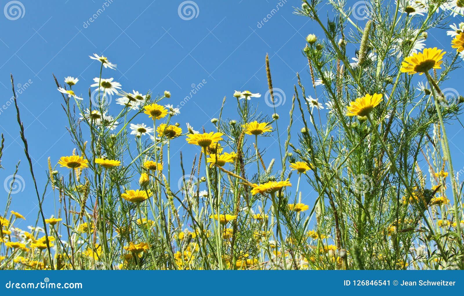 Field with Yellow and White Daisy Flowers Stock Image - Image of danish ...