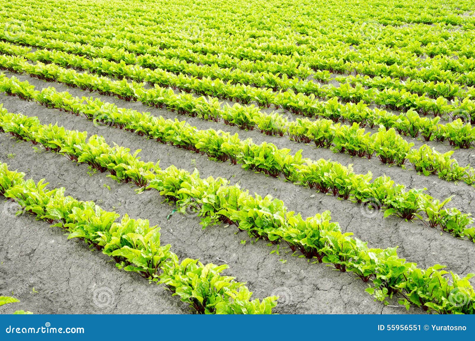 Field of young beets stock image. Image of freshness - 55956551