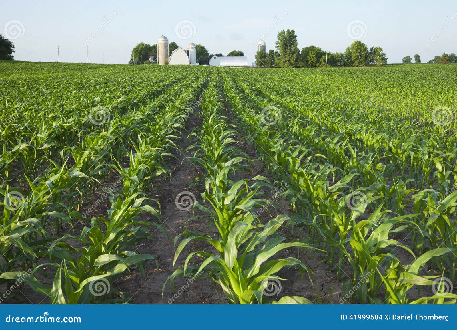 Field of Young Corn with Farm in Background Stock Photo - Image of farm ...