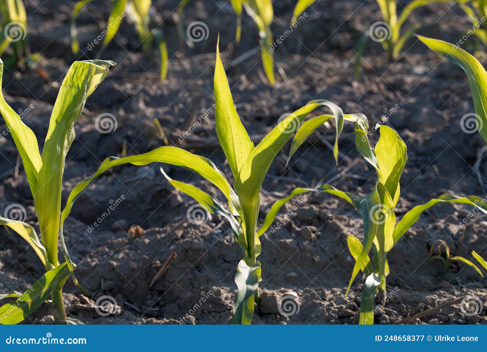 A Field of Young Corn Plants that Have Just Sprouted from the Field in ...
