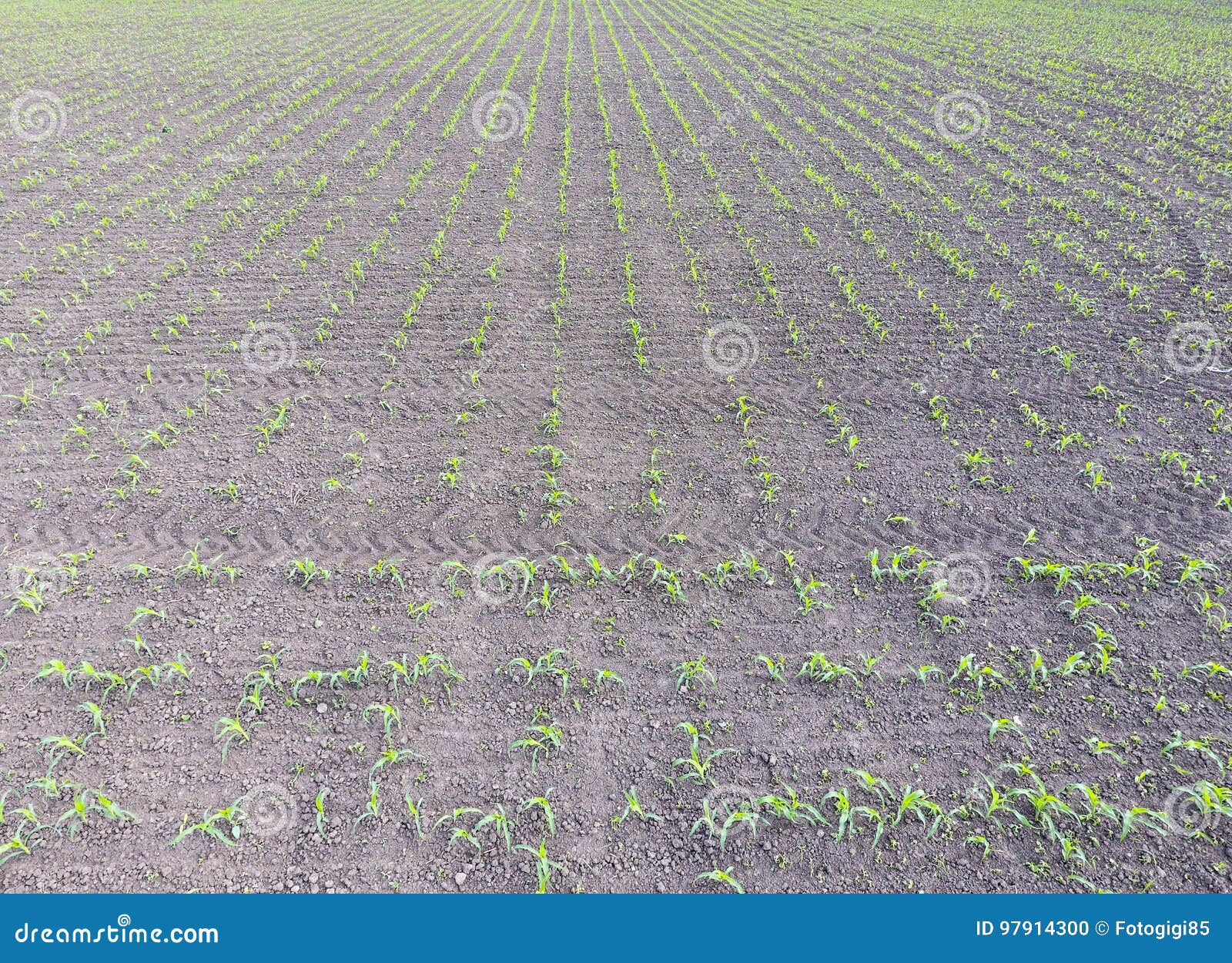 Field of Young Corn. Shoots of Corn on the Field. Fodder Corn for ...