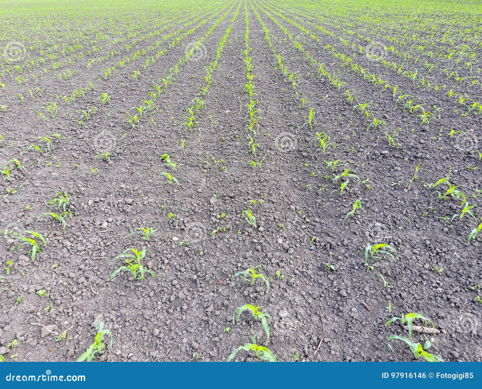 Field of Young Corn. Shoots of Corn on the Field. Fodder Corn for ...