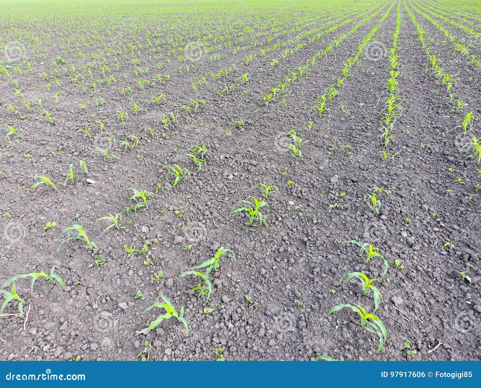 Field of Young Corn. Shoots of Corn on the Field. Fodder Corn for ...