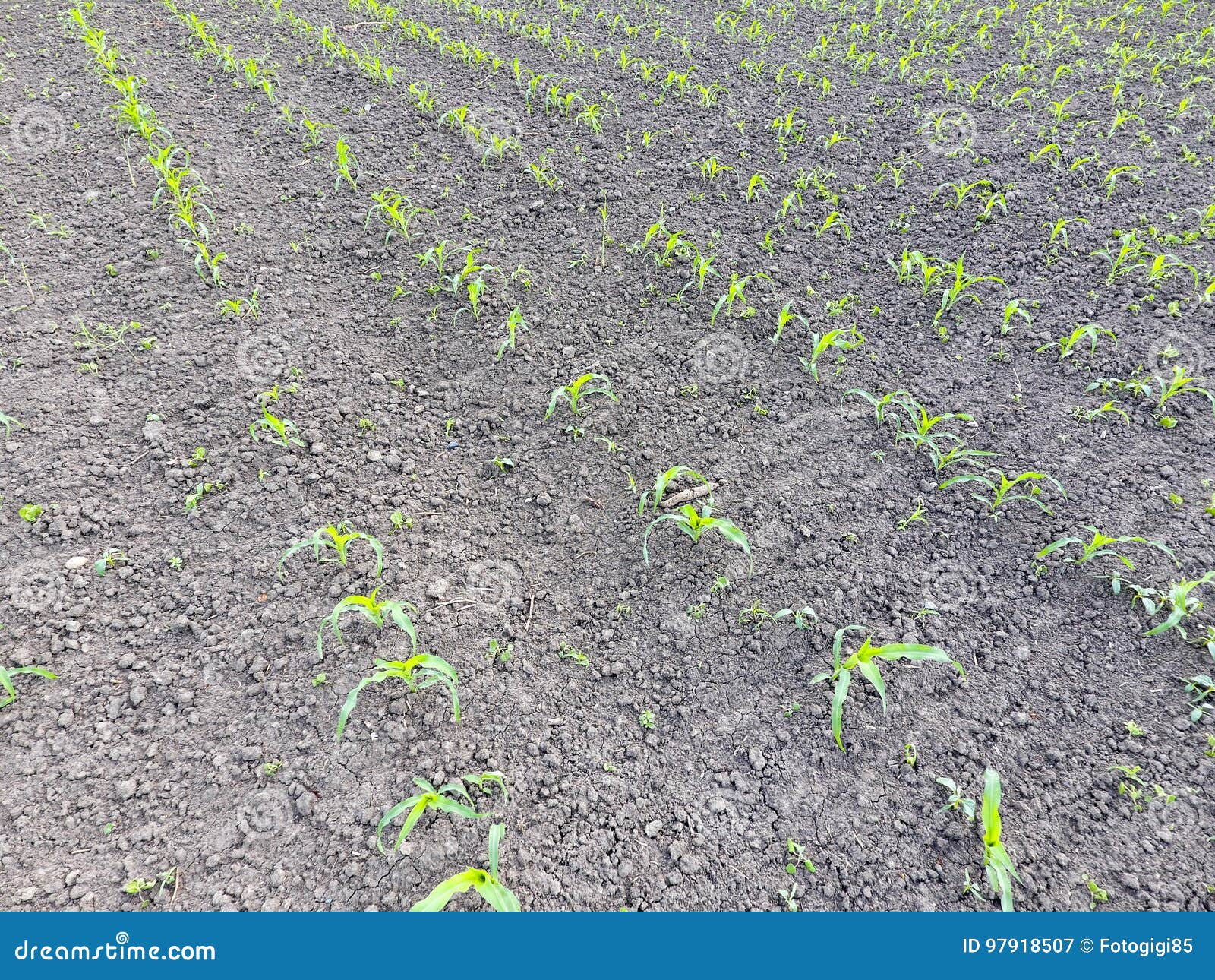 Field of Young Corn. Shoots of Corn on the Field. Fodder Corn for ...