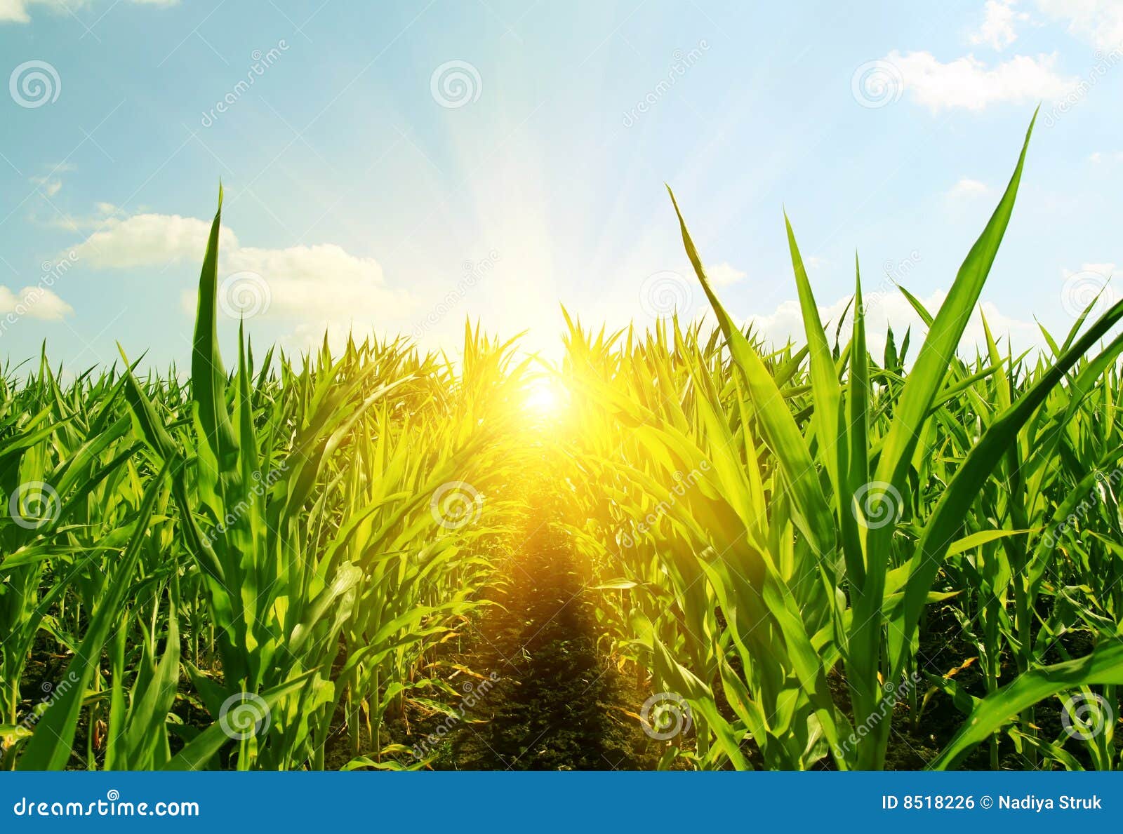 Field of Young Corn and Sun Sky Stock Photo - Image of corn, park: 8518226