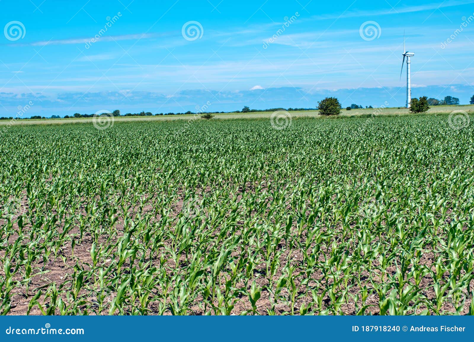 Field of Young Corn with Windmill in the Background Stock Photo - Image ...