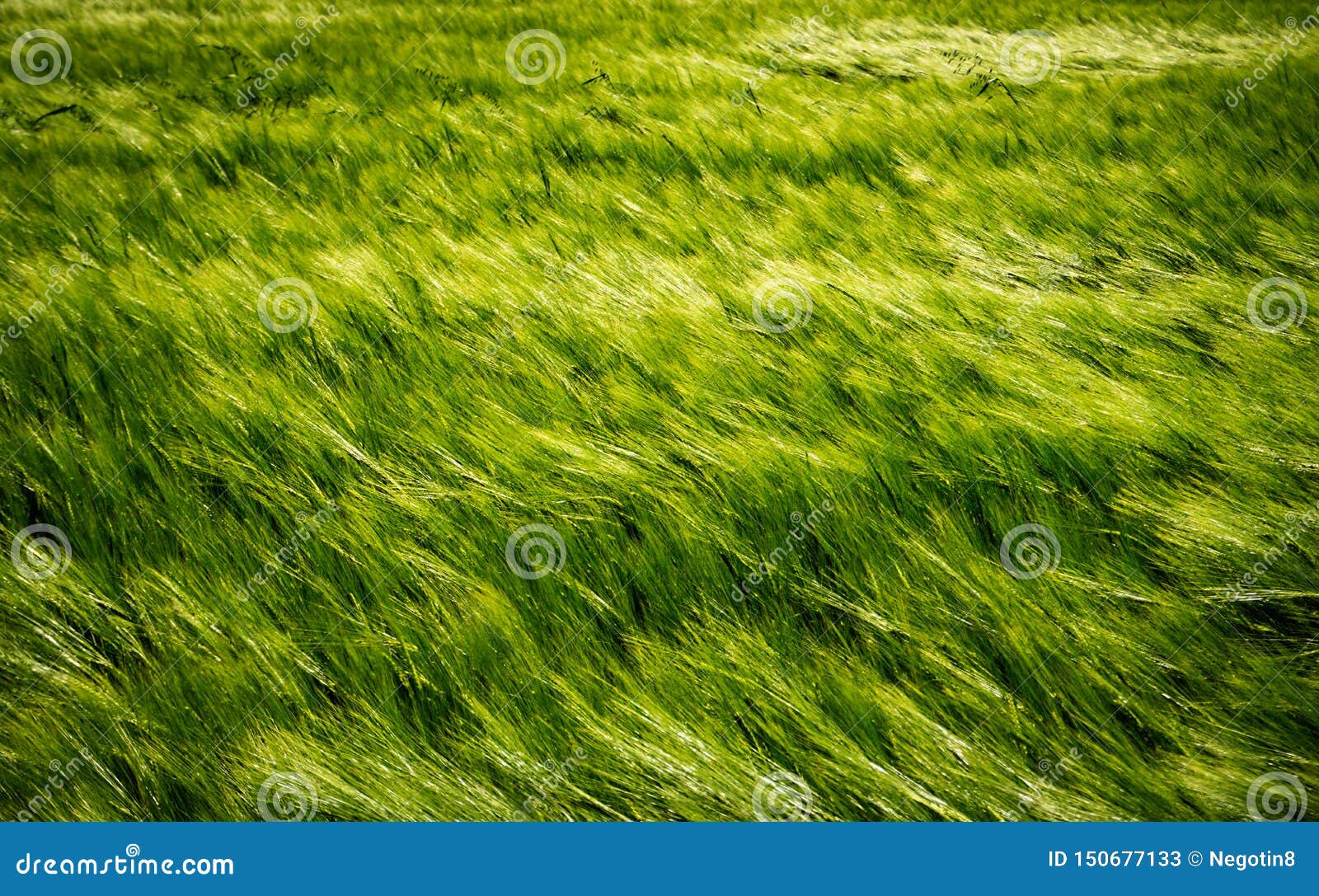 Field of Young Green Barley in the Wind before Sunset, Abstract Nature ...