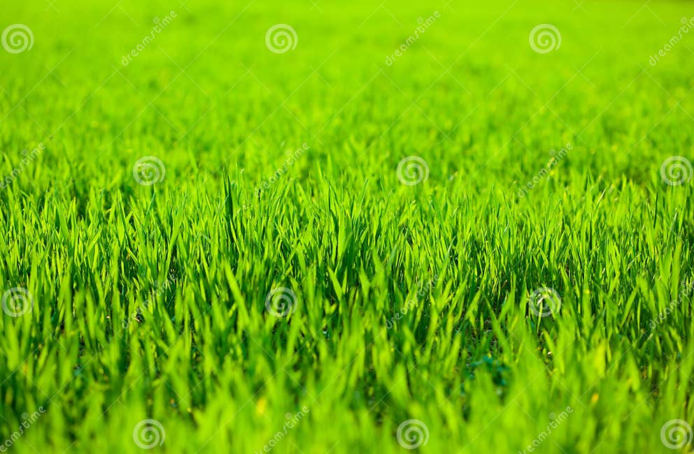 Field of Young Growing Grass in Springtime Stock Photo - Image of crop ...