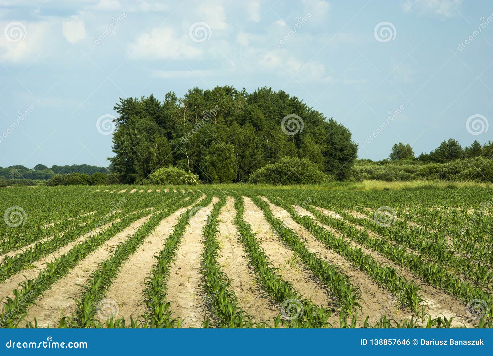 Field of the young maize stock photo. Image of cultivated - 138857646
