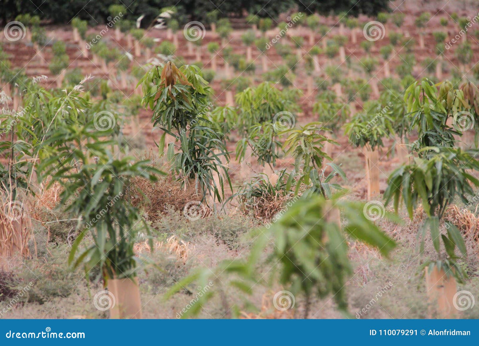 Field of Young Mango Trees stock image. Image of fields - 110079291