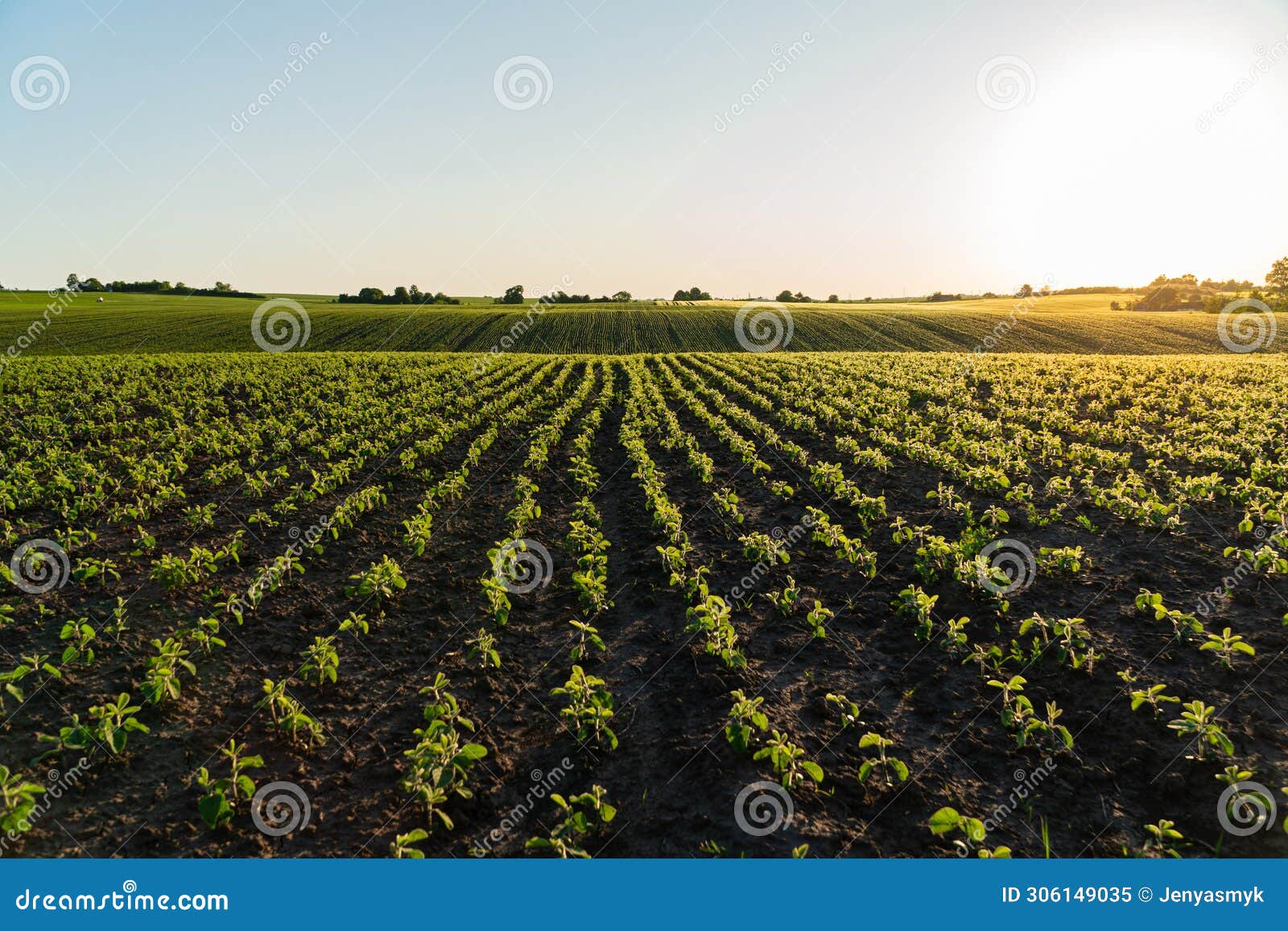 A Field of Young Soybean Plants. Agricultural Field with Soybean ...