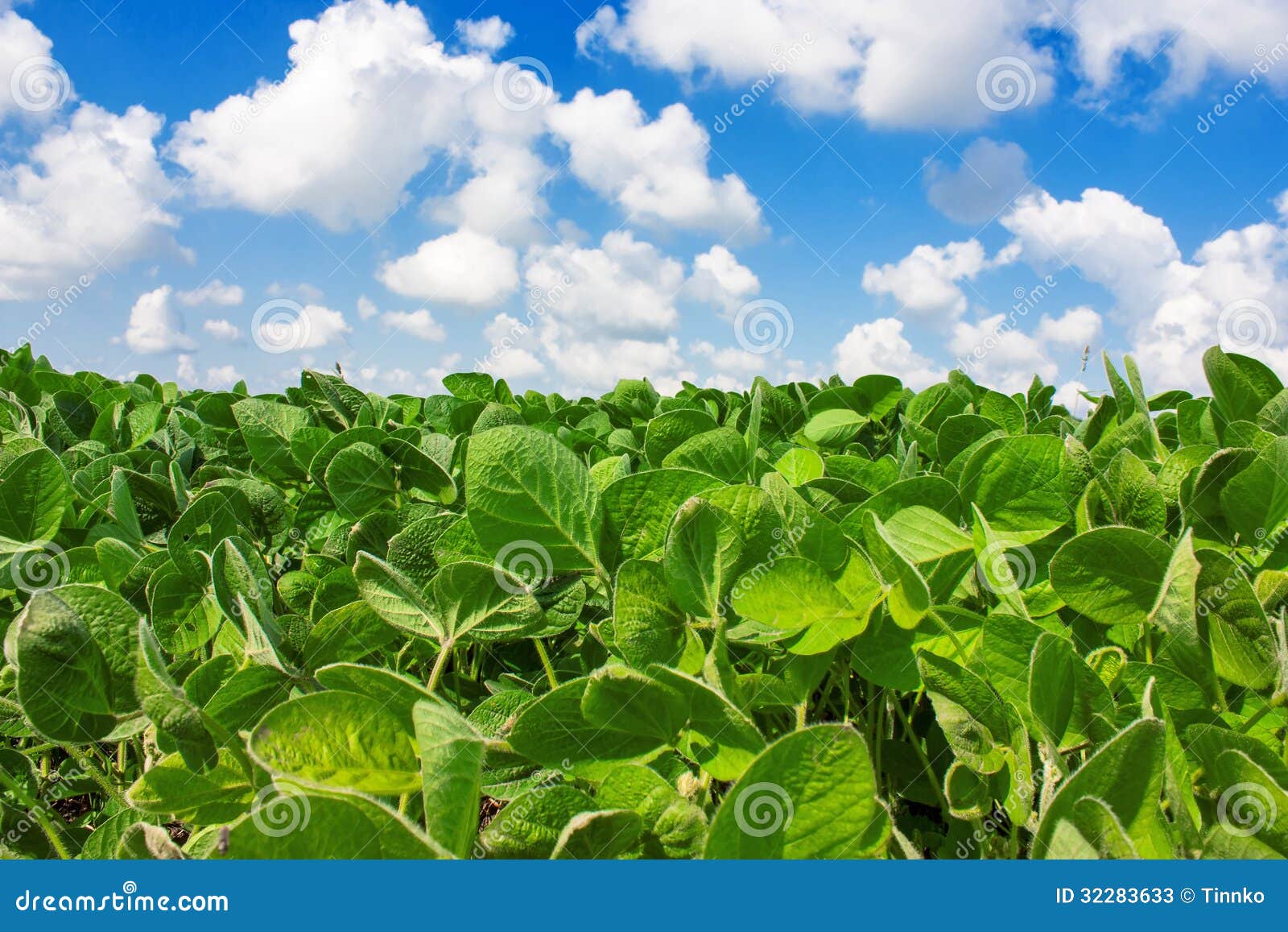 Field of Young Soybean Plants Stock Image - Image of crop, plant: 32283633