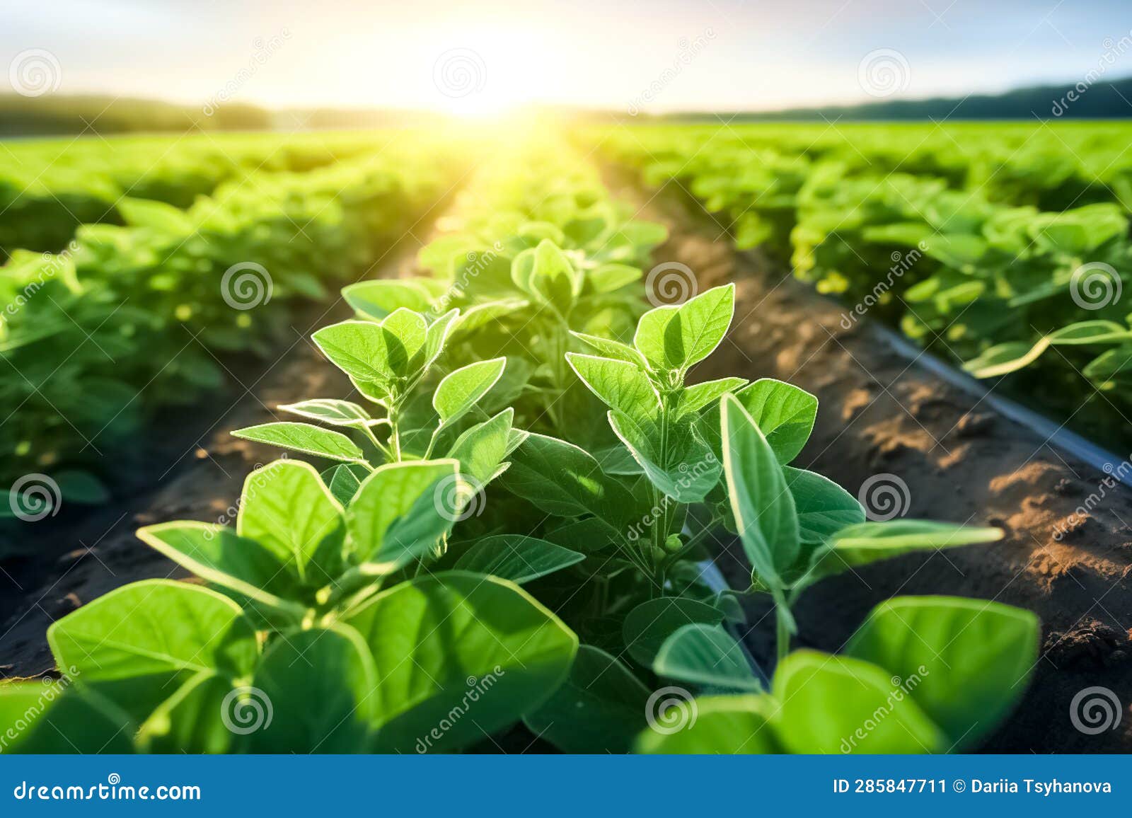 Field of Young Soybean Plants. Soy Agriculture. Stock Illustration ...