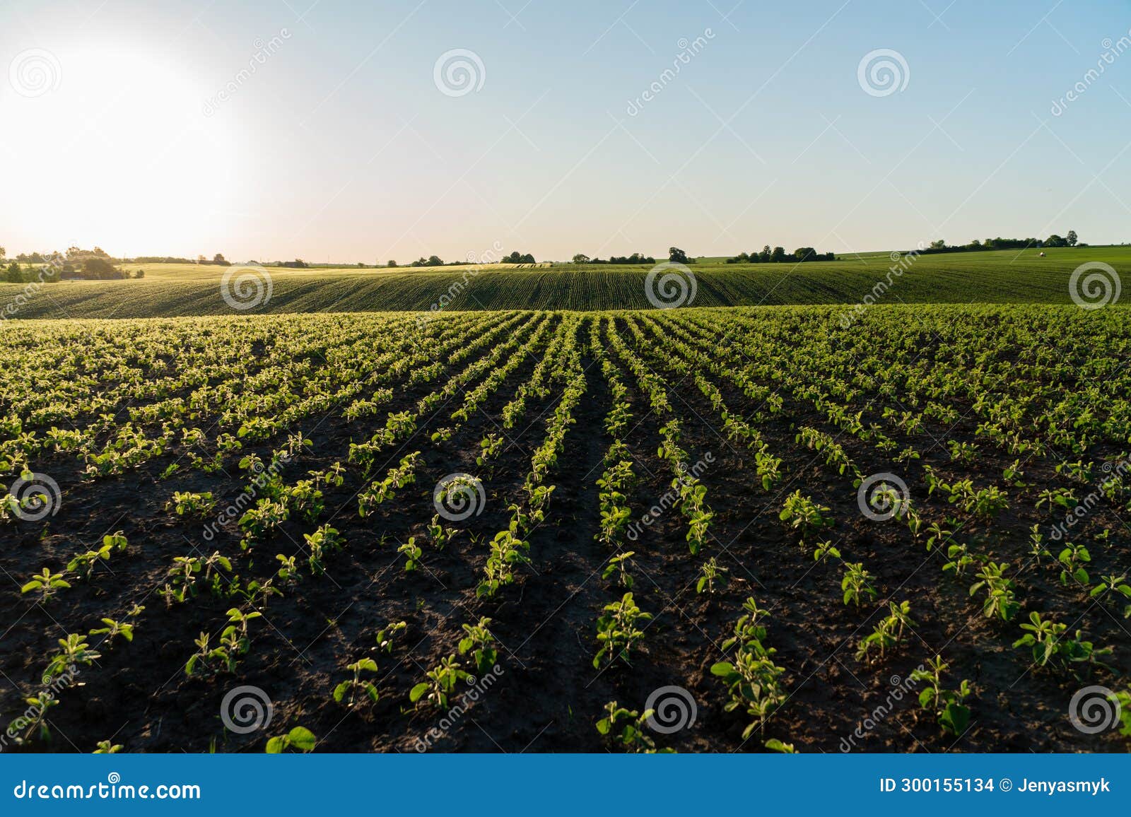 A Field of Young Soybean Sprouts. Rows of Young Soybeans Stock Photo ...