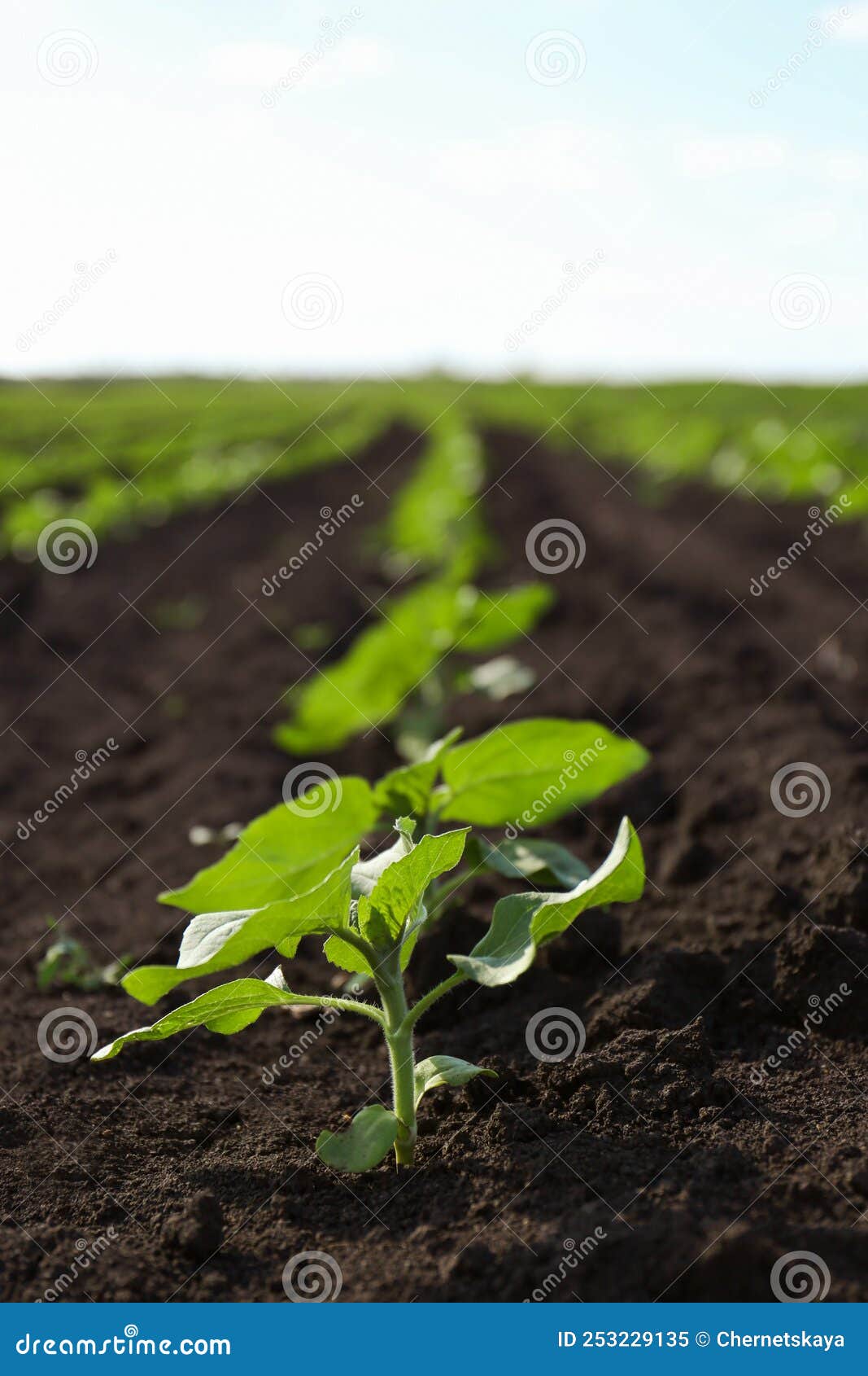 Field with Young Sunflower Seedling in Soil, Closeup Stock Image ...