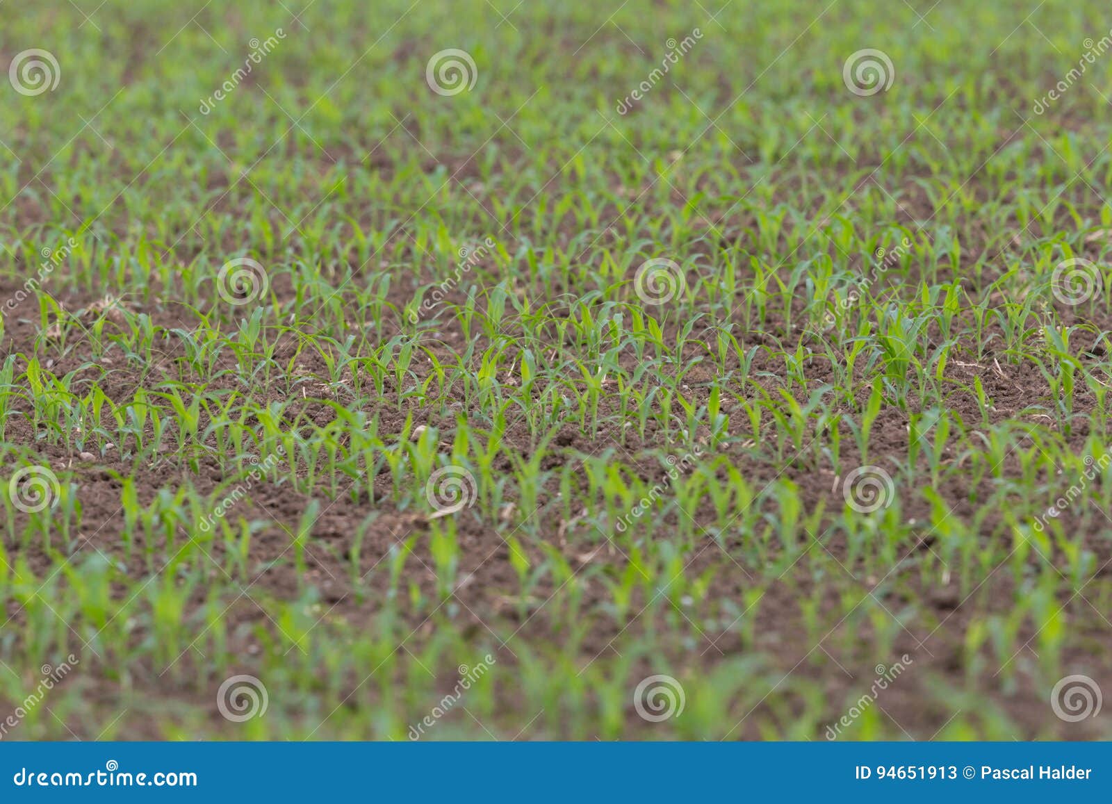 Field of Young Sweet Corn Plants in Rows Stock Image - Image of line ...