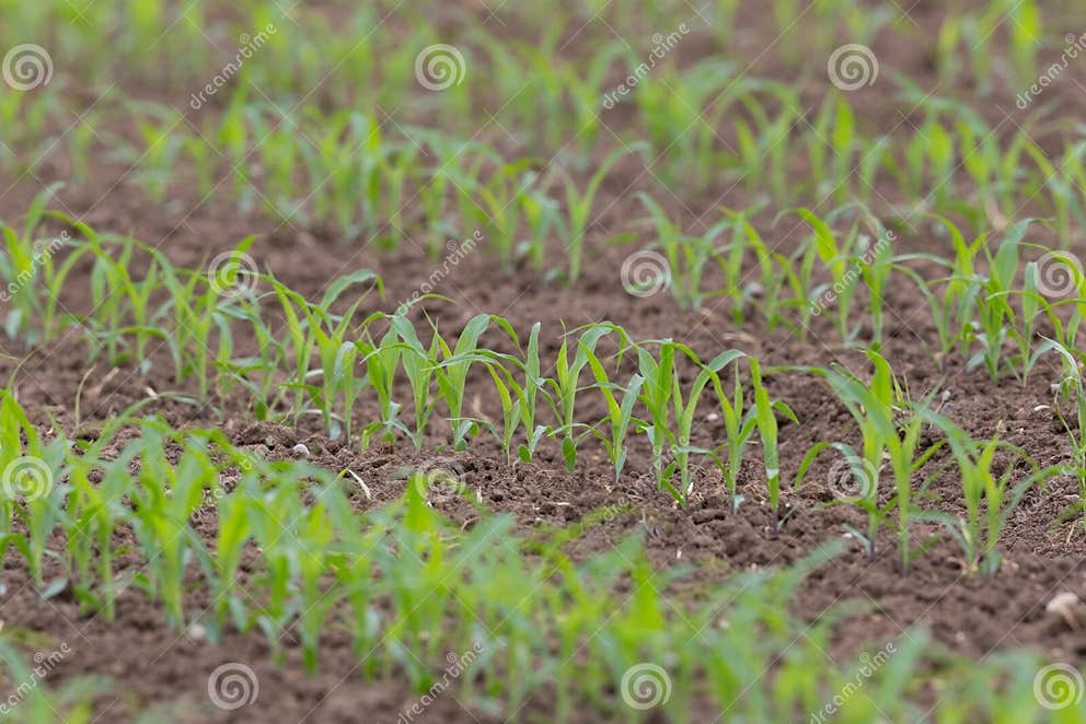 Field of Young Sweet Corn Plants in Rows Stock Photo - Image of produce ...