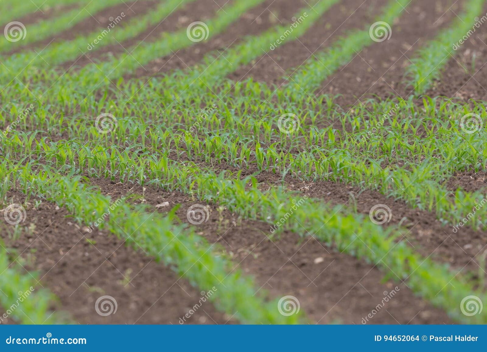 Field of Young Sweet Corn Plants in Rows Stock Photo - Image of closeup ...