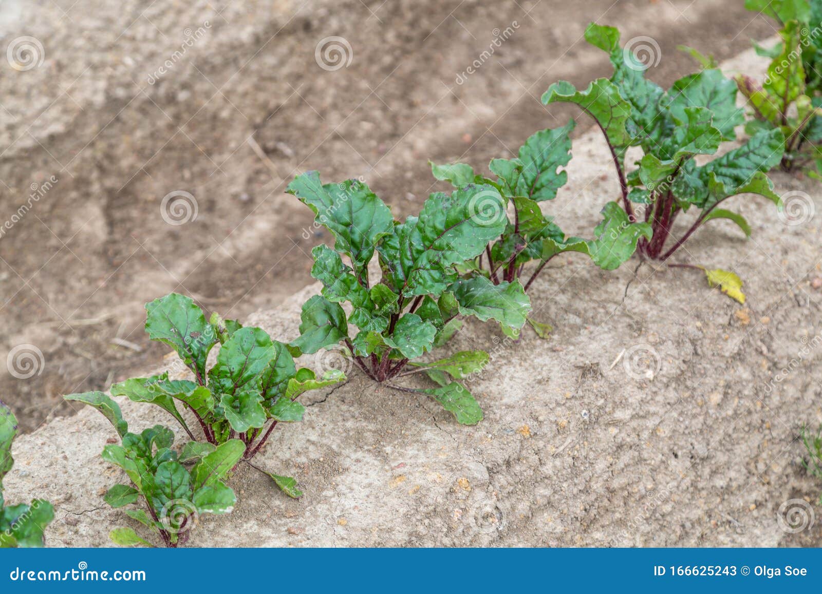 Young Sprouted Beet Grows in the Open Ground in a Flat Bed Stock Image ...