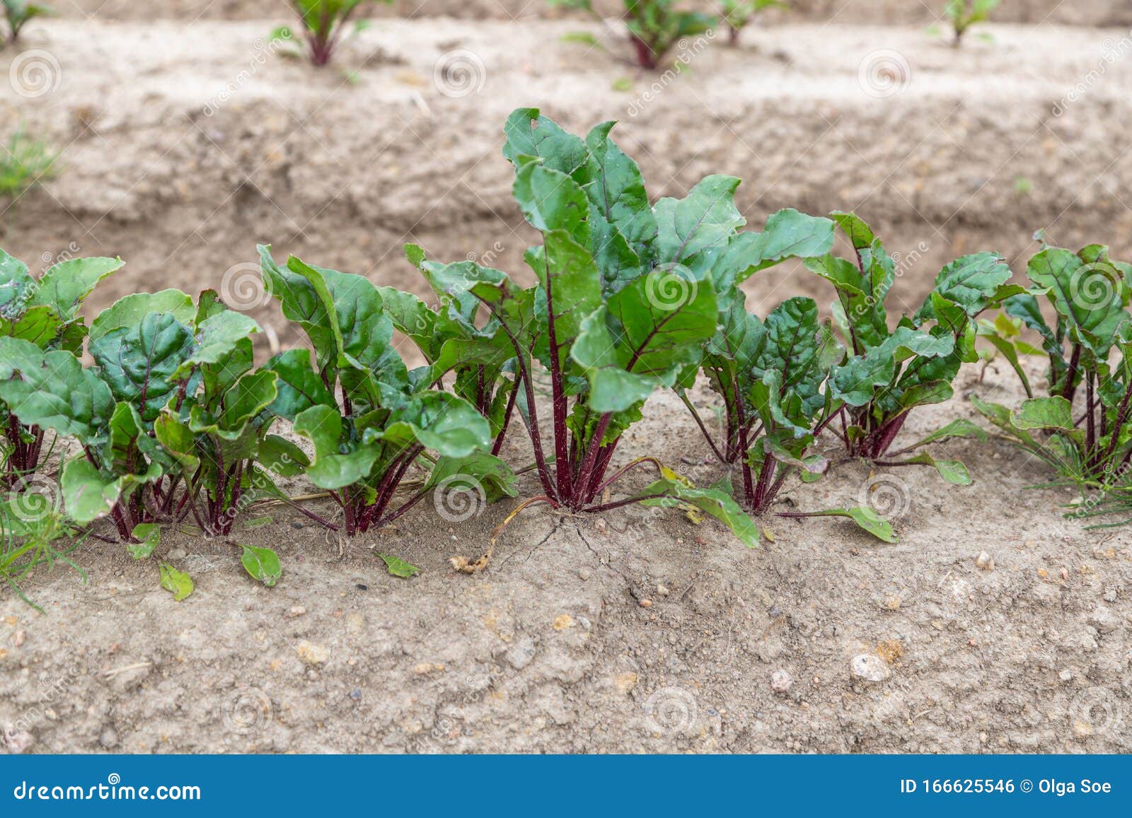 Young Sprouted Beet Grows in the Open Ground in a Flat Bed Stock Photo ...