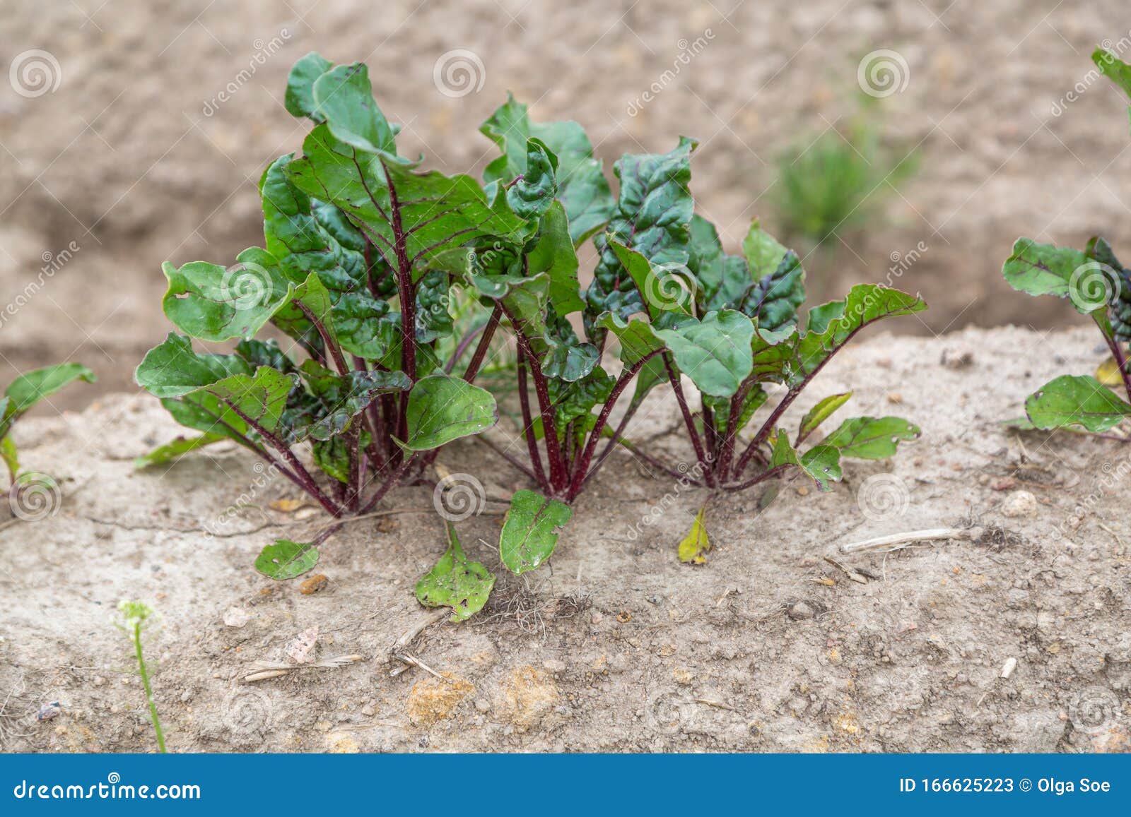 Young Sprouted Beet Grows in the Open Ground in a Flat Bed Stock Image ...