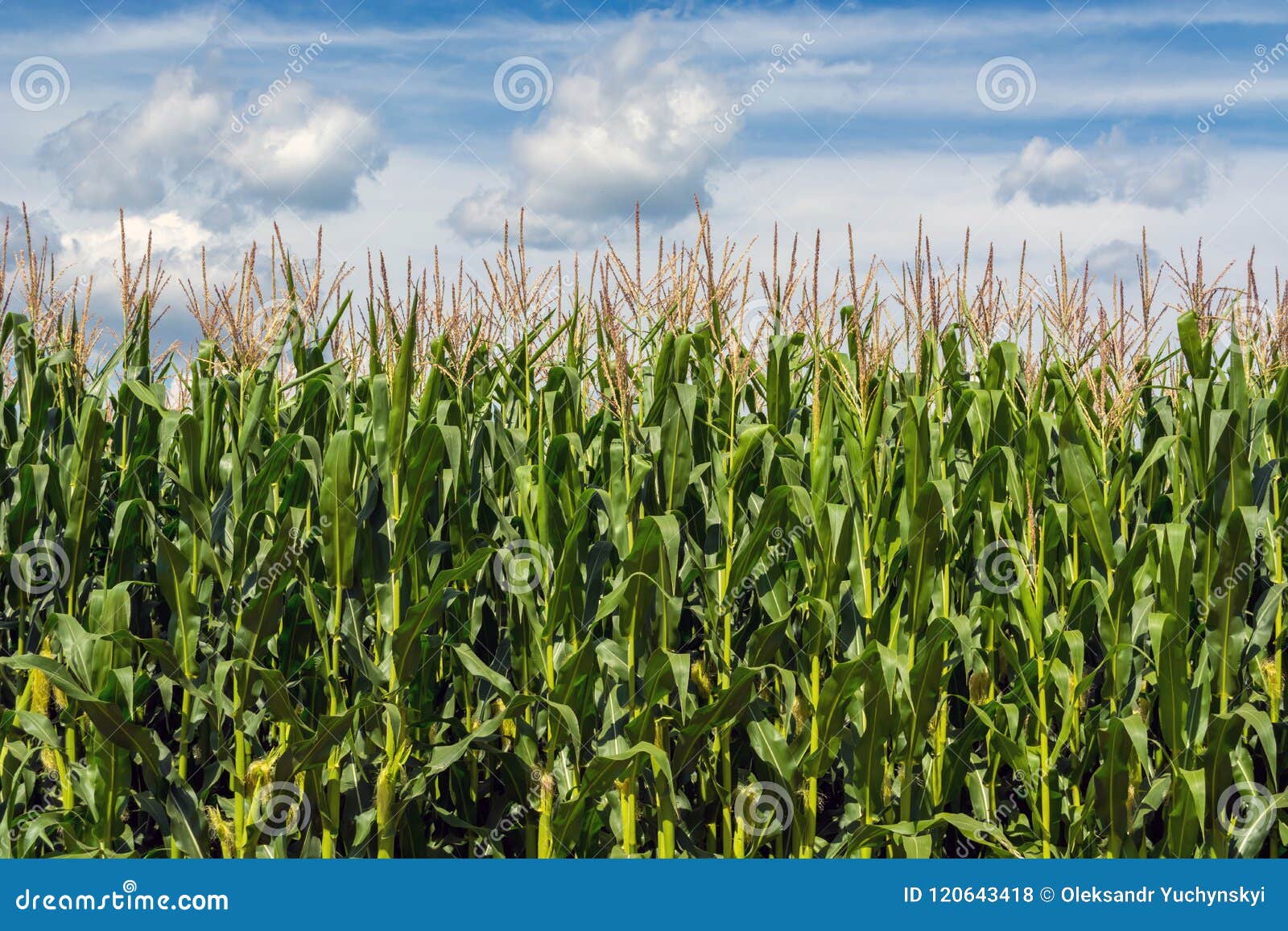 Field of Young, Tall, Green Corn, in the Phase of the Formation of the ...