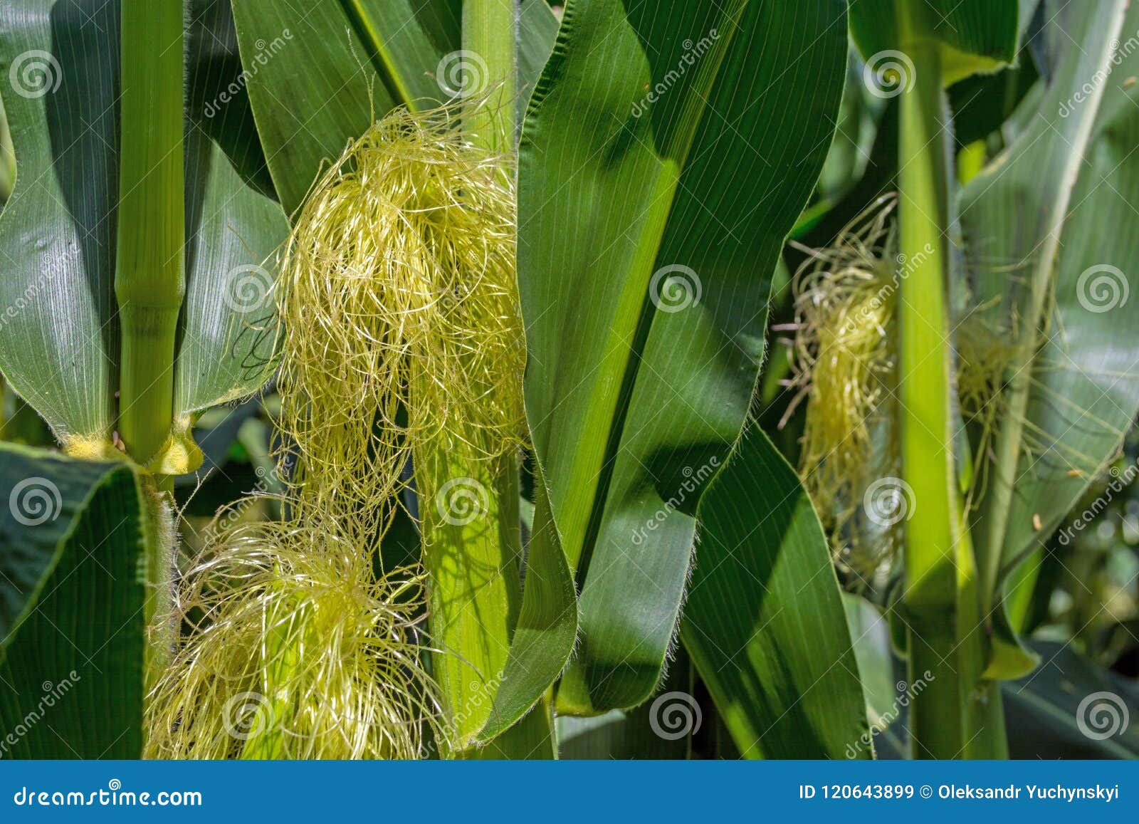Field of Young, Tall, Green Corn, in the Phase of the Formation of the ...