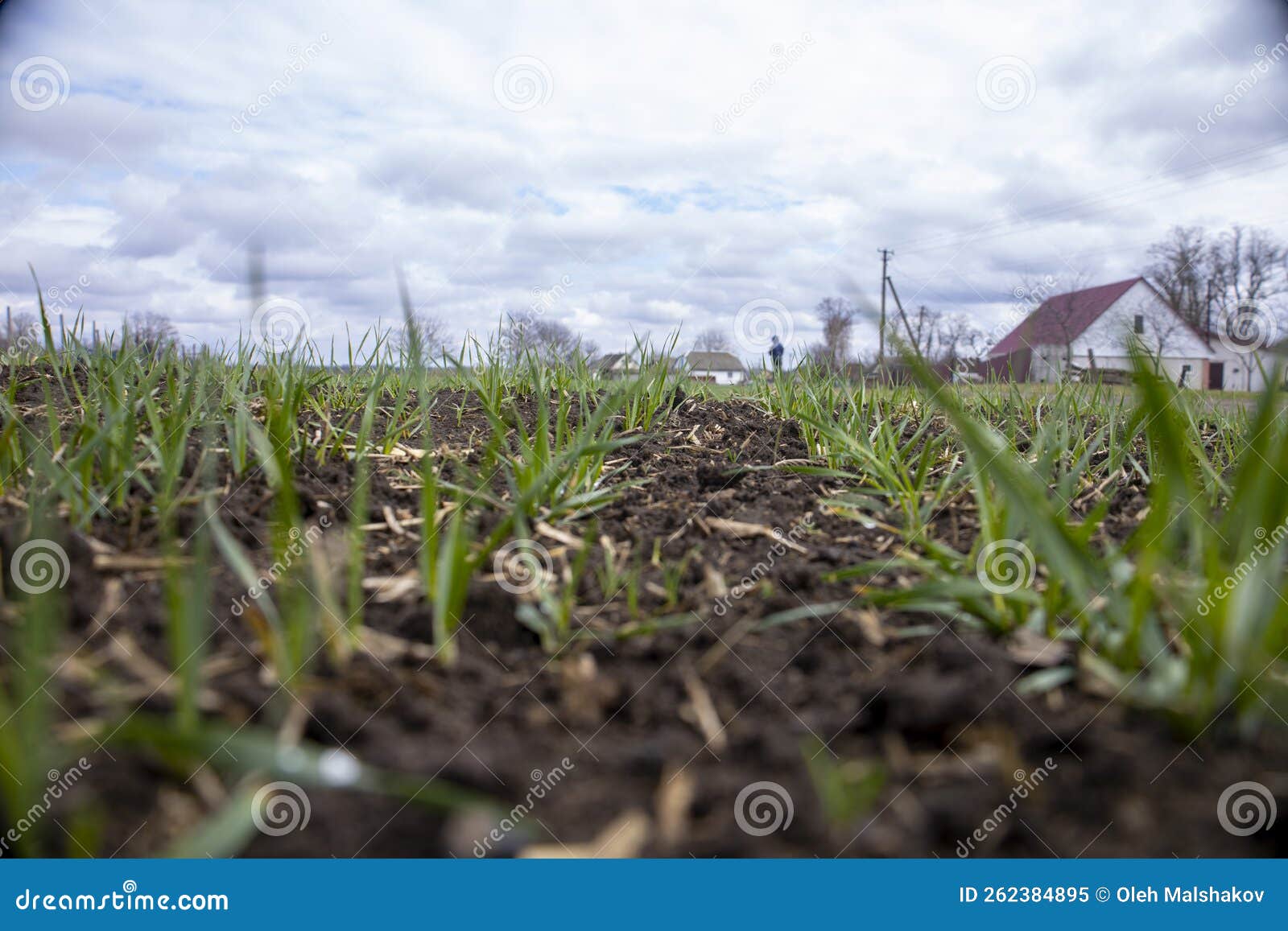 Field of Young Wheat with Houses in the Background. Stock Image - Image ...