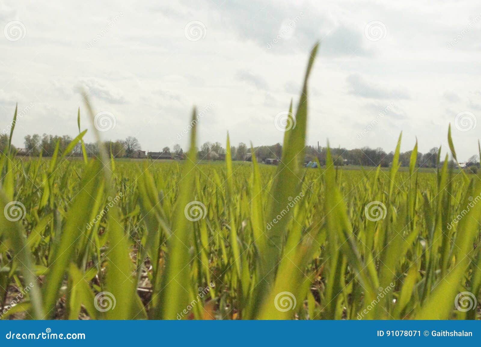 Field Zoom Royalty-Free Stock Photo | CartoonDealer.com #91078071
