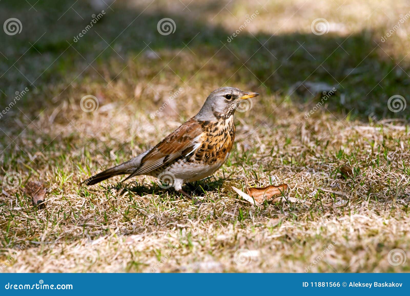 Fieldfare stock photo. Image of color, animal, closeup - 11881566