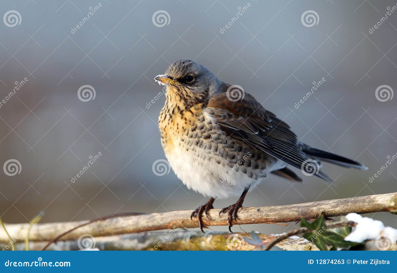 Fieldfare stock image. Image of brown, speckled, feathers - 12874263