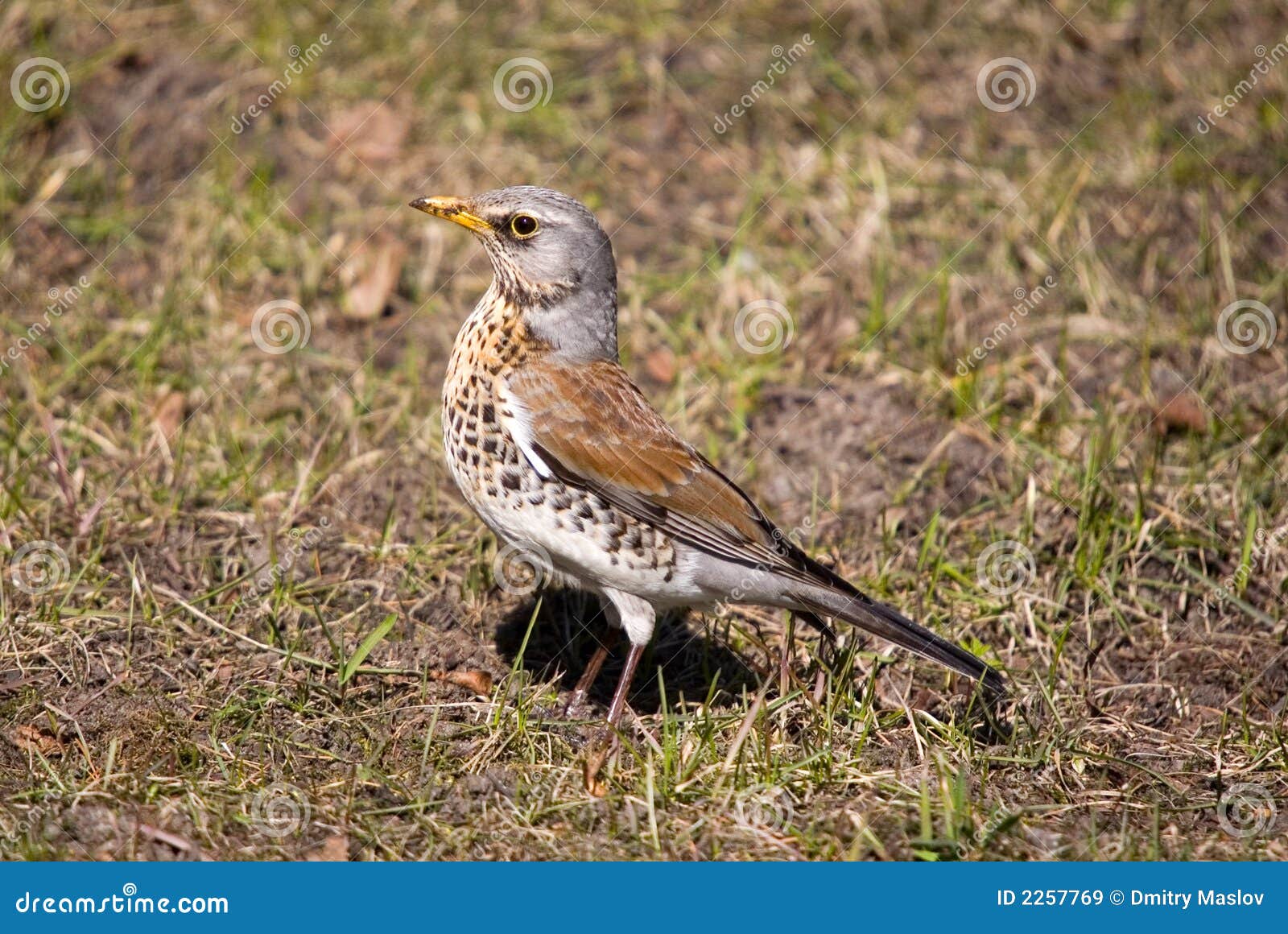 Fieldfare stock image. Image of birds, ornithology, male - 2257769