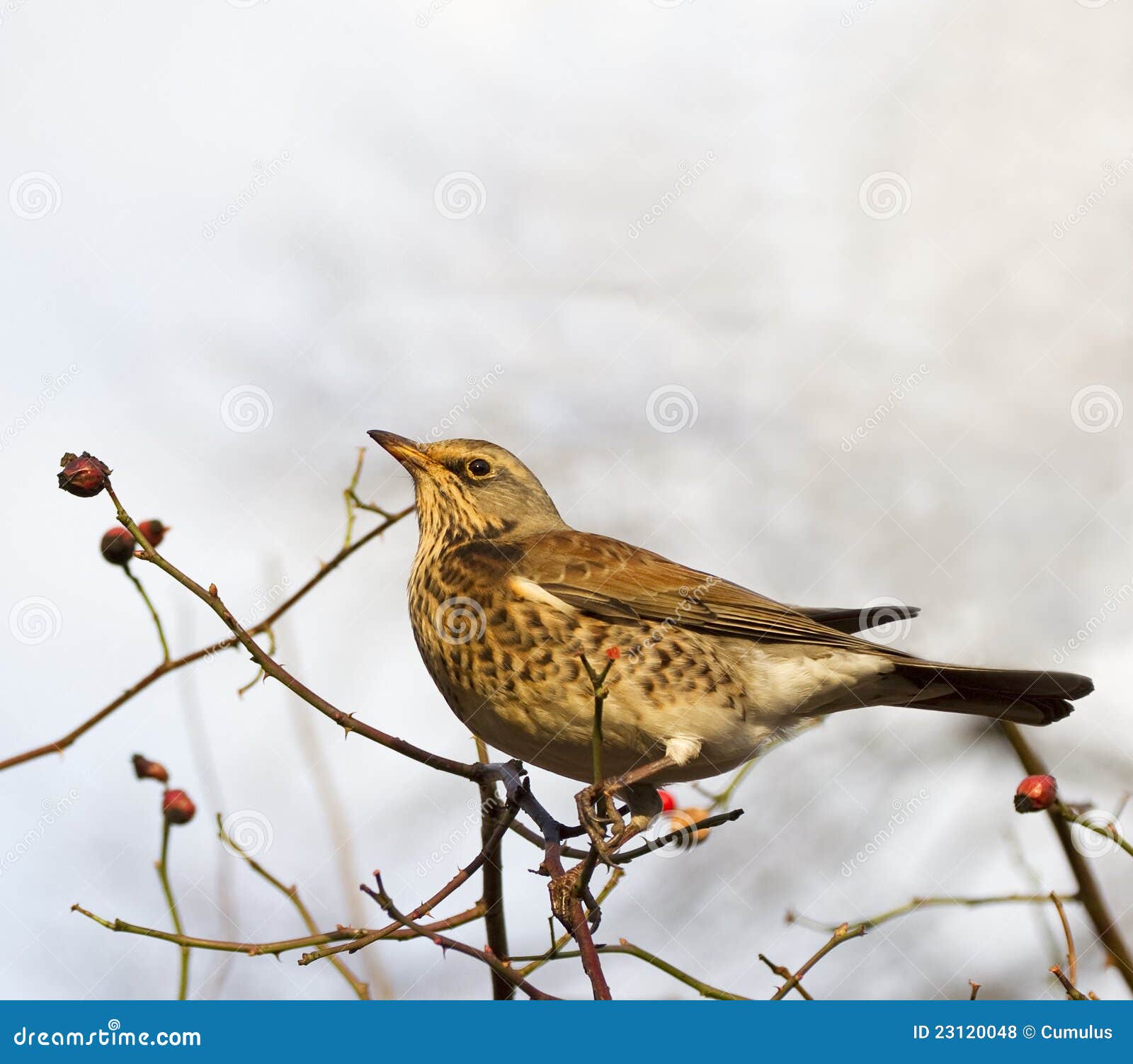 Fieldfare stock photo. Image of wild, bird, ornithology - 23120048