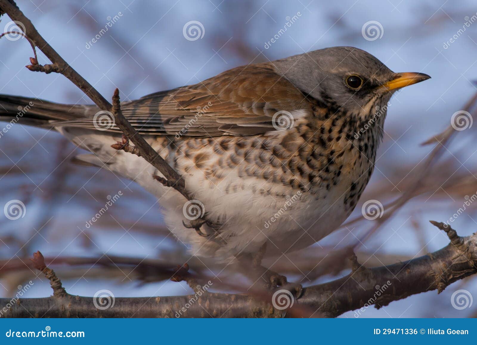 Fieldfare stock photo. Image of fieldfare, fare, background - 29471336