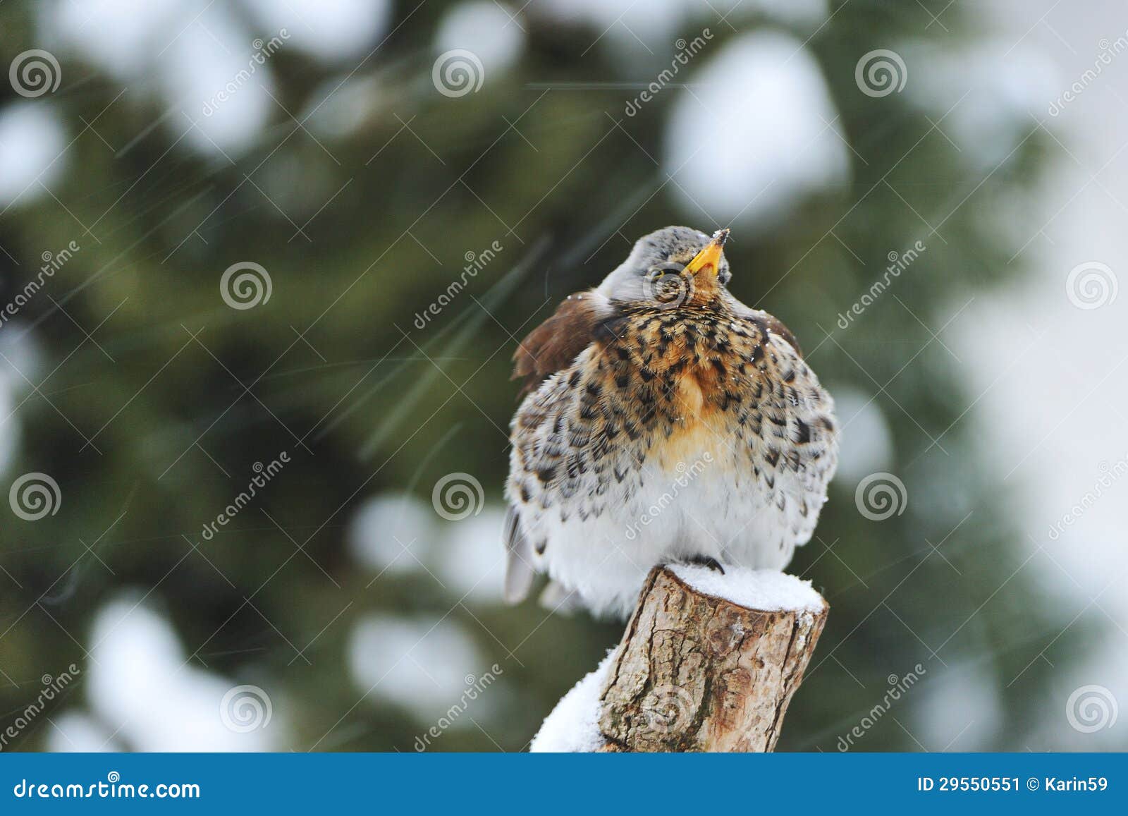 Fieldfare stock image. Image of closeup, beautiful, fauna - 29550551