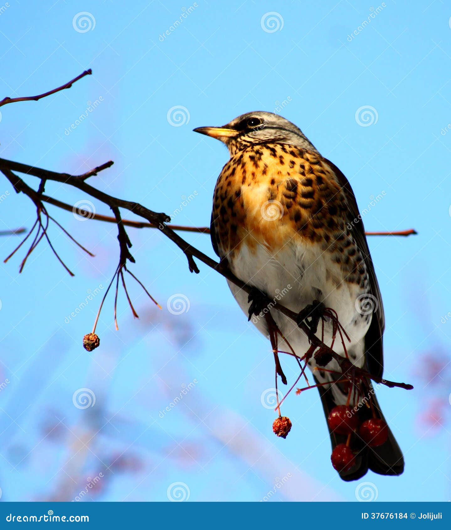 Fieldfare stock photo. Image of hunger, flock, brown - 37676184