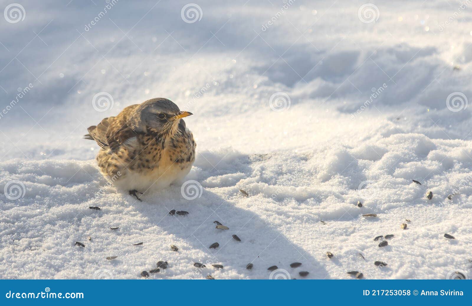 The Fieldfare Bird is Basking in the Sun in Winter Stock Photo - Image ...