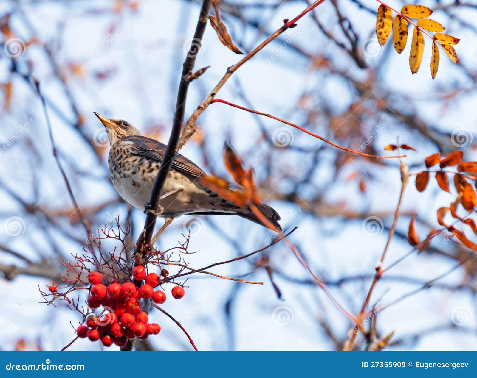 The Fieldfare Bird with Red Berry Stock Image - Image of birdwatching ...