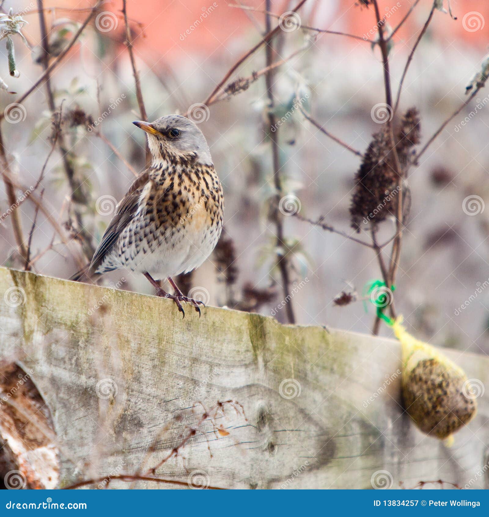 Fieldfare Bird Sitting on a Fence Stock Image - Image of garden, wild ...