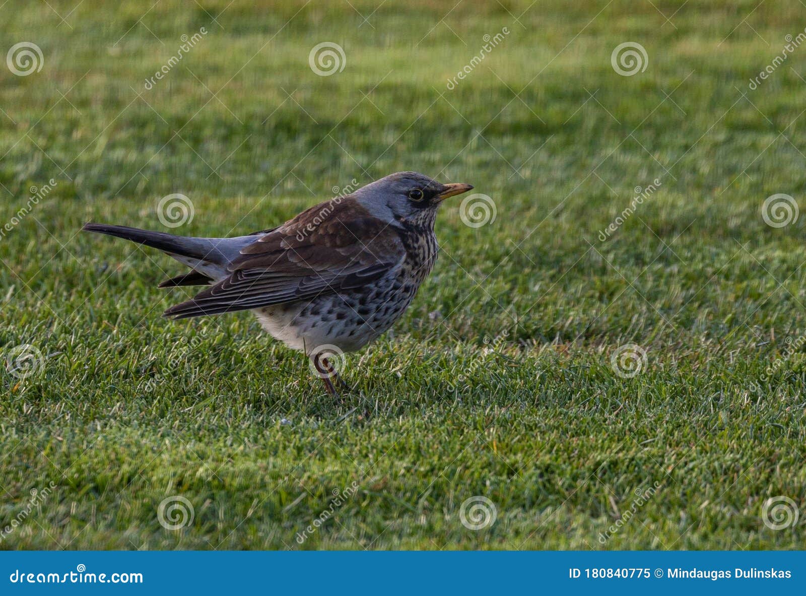 Fieldfare Bird Standing on the Grass Stock Image - Image of wild, green ...